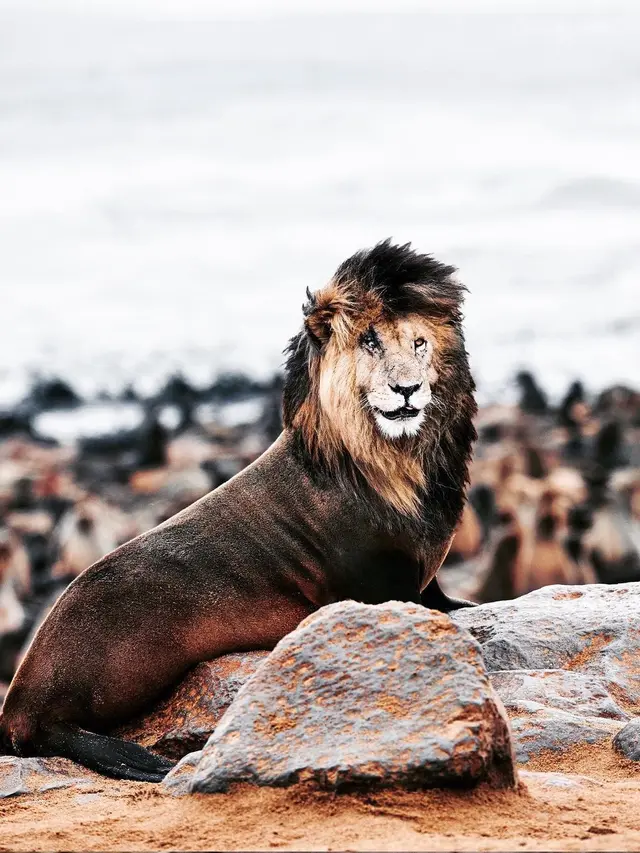 6 Editan Foto Jika Hewan Berkepala Singa Ini Unik, Gagal Garang - Hot ...