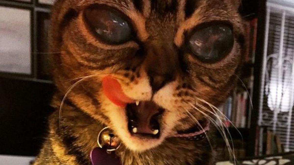 Perkenalkan Matilda, Kucing Unik Bermata Alien - Citizen6 Liputan6.com