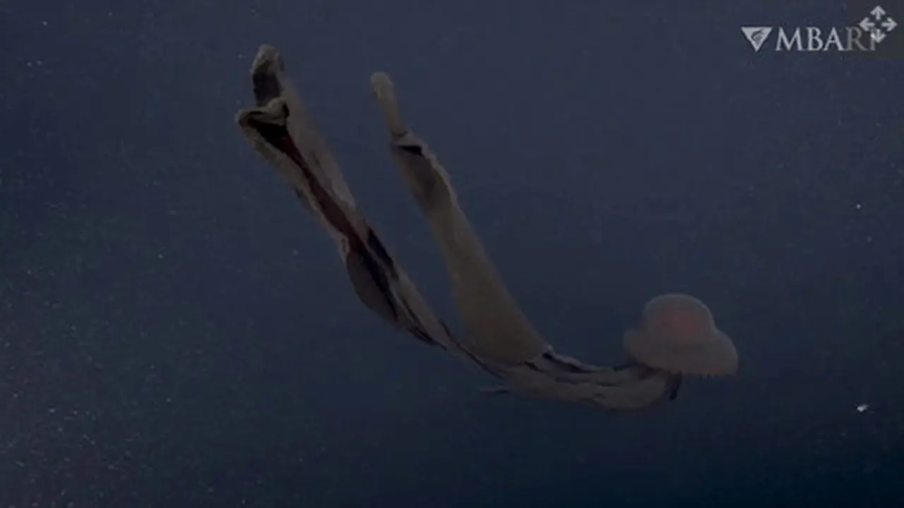 Penumpang Kapal Pesiar Antartika Bertemu Ubur-ubur Raksasa Langka ...