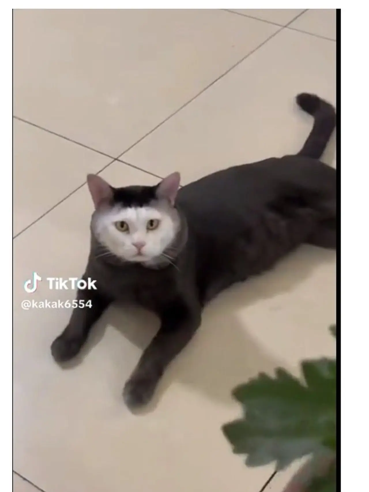 8 Motif Bulu Kucing Hitam Putih Ini Unik Banget, Bikin Senyum Sendiri - Hot Liputan6.com