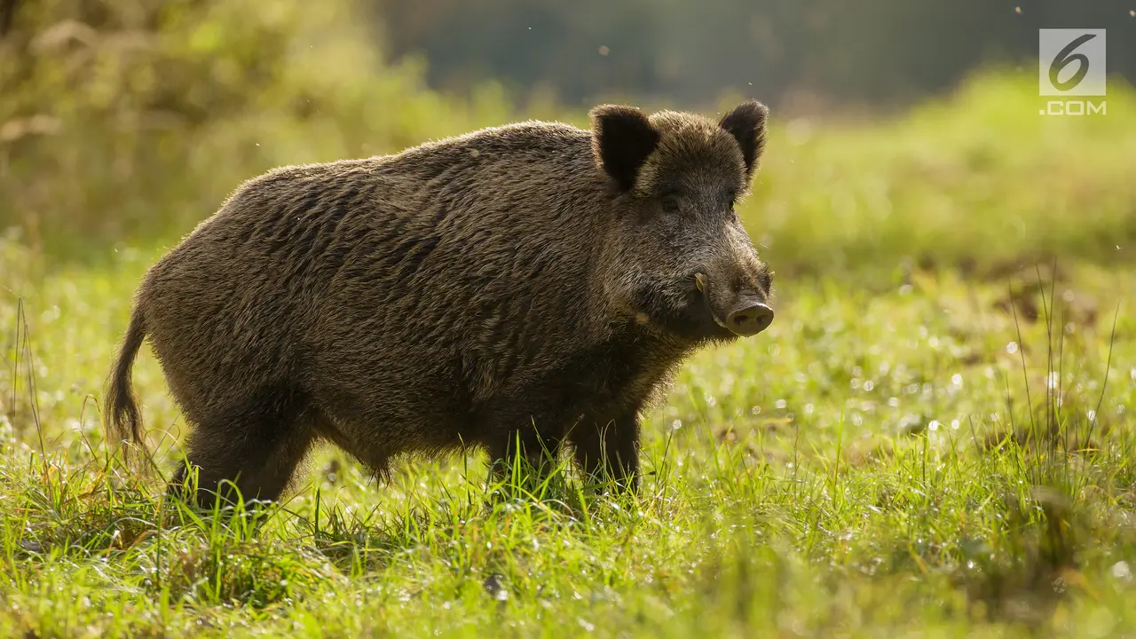 Babi Hutan Indonesia Serbu Malaysia - Global Liputan6.com