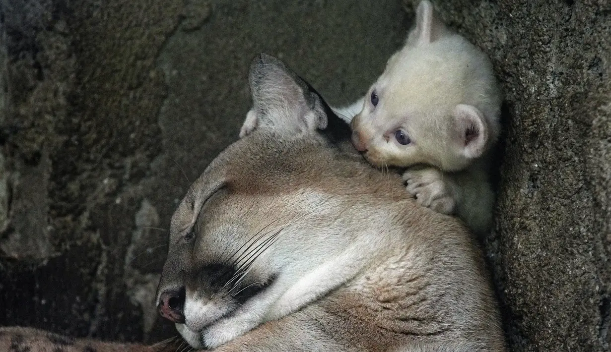 Puma Albino Langka Lahir di Kebun Binatang Nikaragua, Ini Penampakannya ...