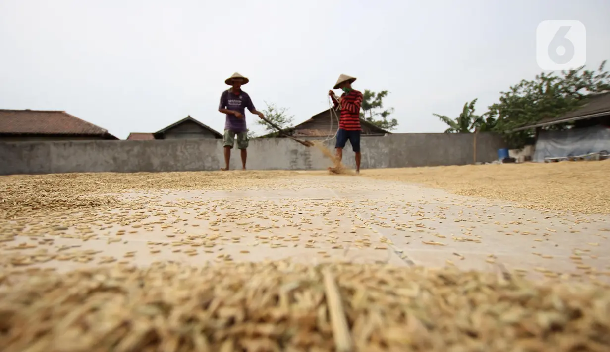 FOTO: Semester I 2020, Bulog Serap 700 Ribu Ton Gabah Petani - Foto Liputan6.com