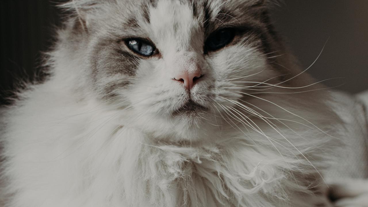 12 Jenis Kucing Besar yang Bisa Dipelihara dan Harganya