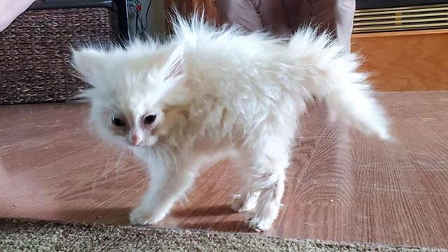 6 Potret Ekspresi Kucing Bertemu Hal Baru Ini Bikin Gemas, Ekspresinya ...