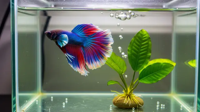 7 Ikan Air Tawar Paling Cocok untuk Pekerja Kantoran yang Sibuk Seharian