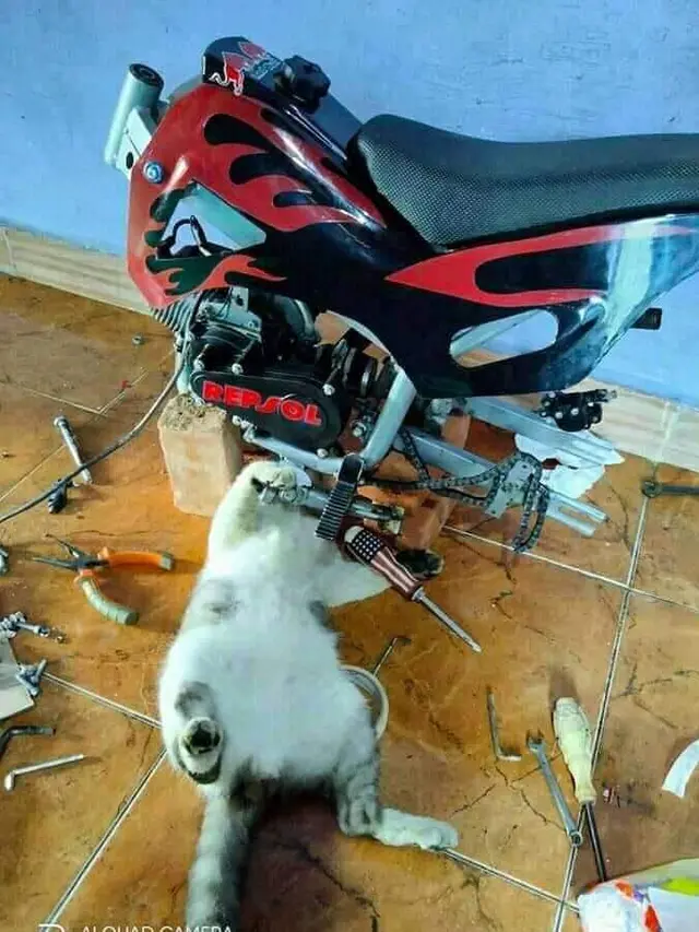Dibesarkan di Bengkel, Ini 7 Potret Kocak Kucing Saat Bertingkah Jadi ...