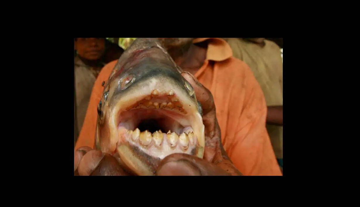 Keluarga Ikan Piranha Punya Gigi Mirip Manusia - Foto Liputan6.com