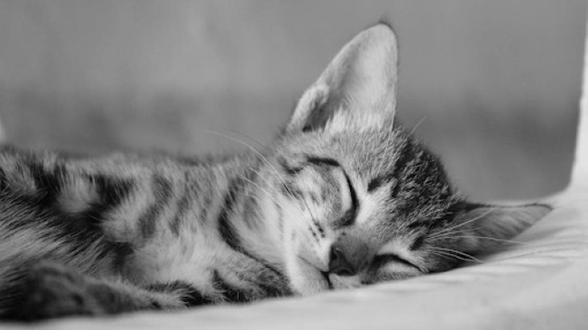 Makna Arti Mimpi Kucing Mati yang Perlu Diketahui