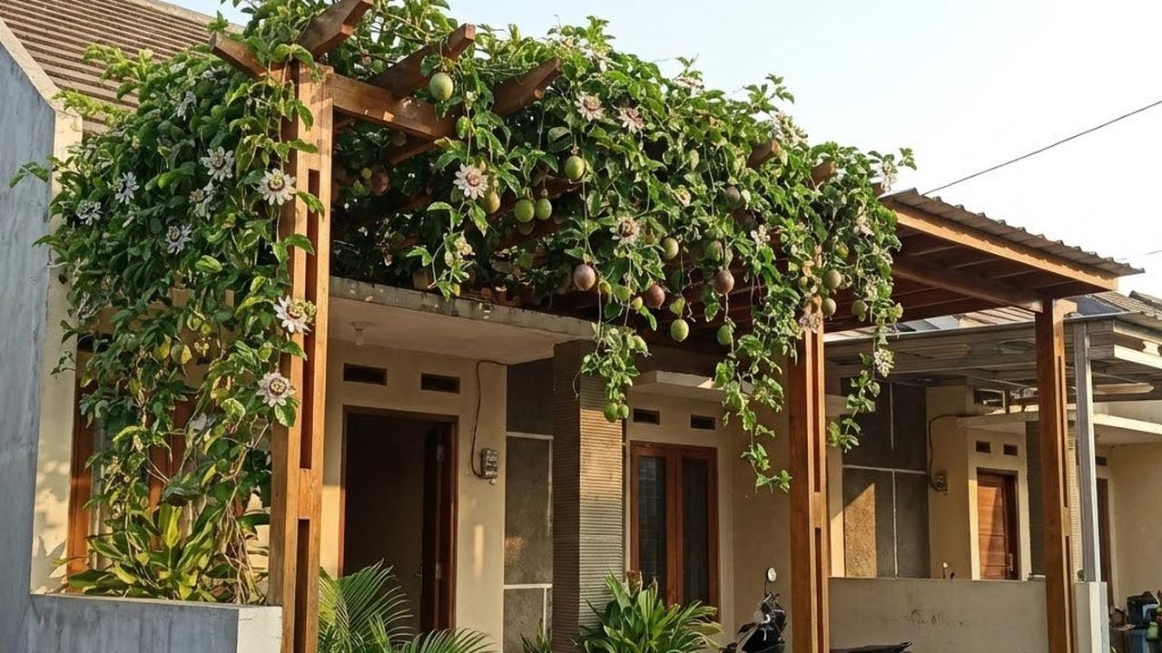 17 Tanaman Rambat Berbunga yang Bisa Jadi Peneduh, Bonus Jadi Estetik