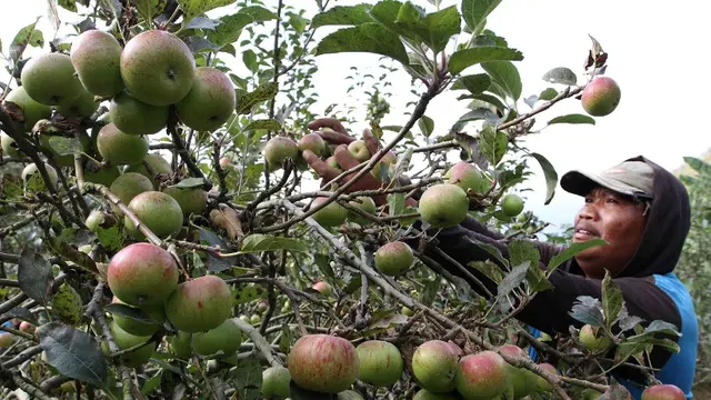 Rekomendasi Wisata Petik Apel Batu Malang, Cocok untuk Liburan Keluarga - Hot Liputan6.com