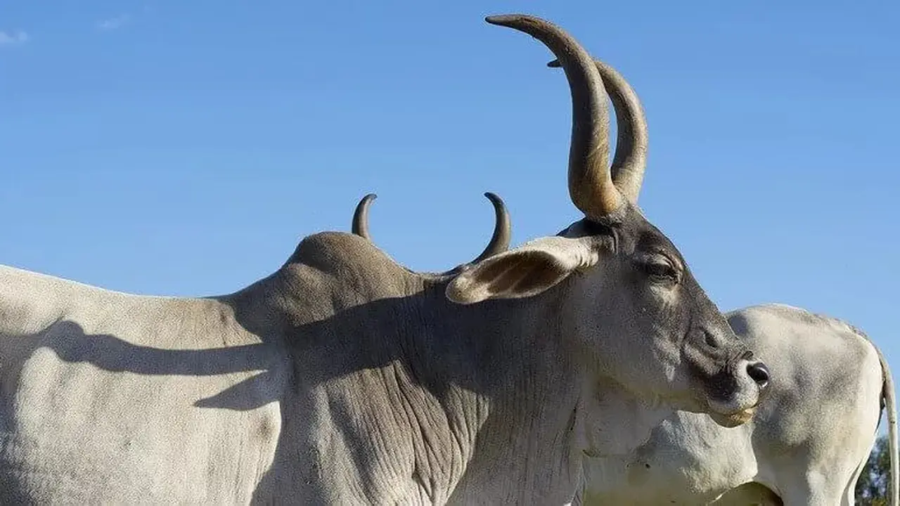 6 Sapi dengan Ciri Paling Unik di Dunia, Ada yang Mirip Binaragawan ...