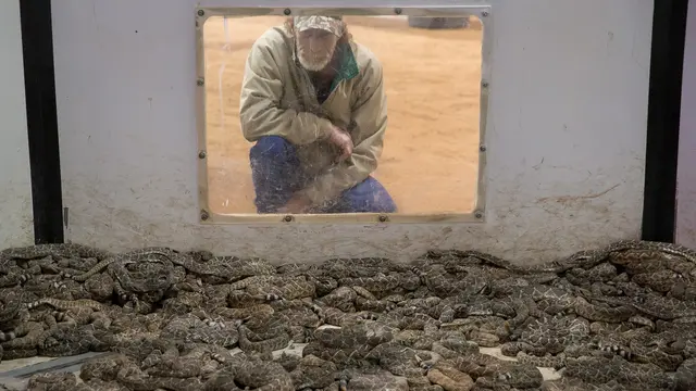 10 Jenis Ular Paling Berbisa, Salah Satunya Banyak Ditemui di Indonesia ...