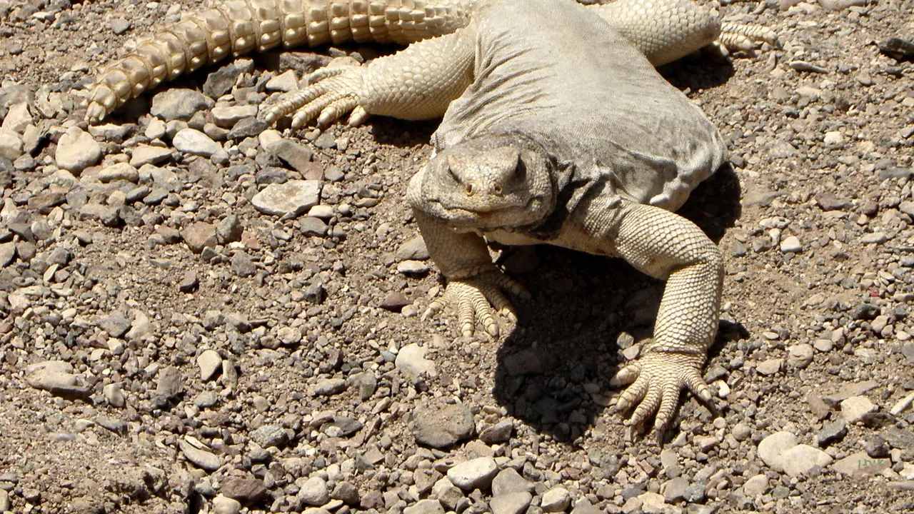 Mengenal Dhabb, Kadal Gurun yang Halal untuk Dimakan dan Memiliki Banyak Khasiat - Hot Liputan6.com