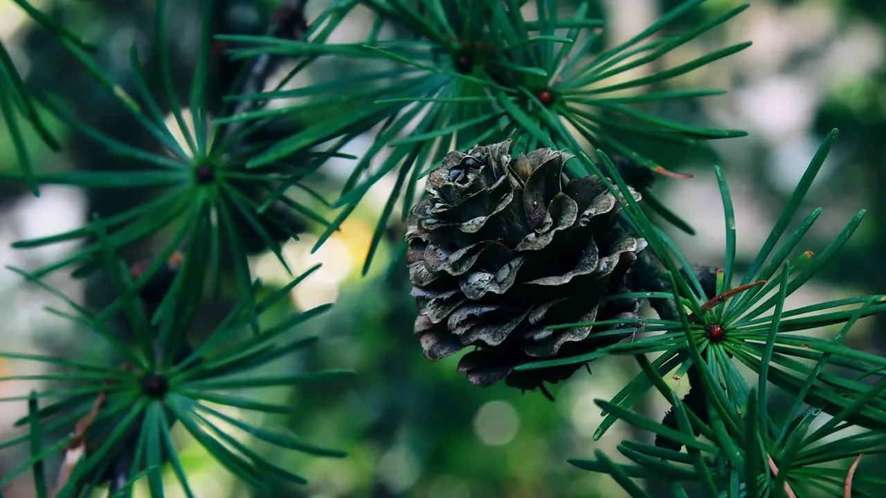 6 Manfaat Cemara Bagi Manusia, Sebagai Bahan Bangunan dan Obat ...