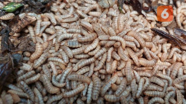 10 Tips Ternak Ayam dengan Maggot di Lahan Sempit agar Hemat Pakan dan ...