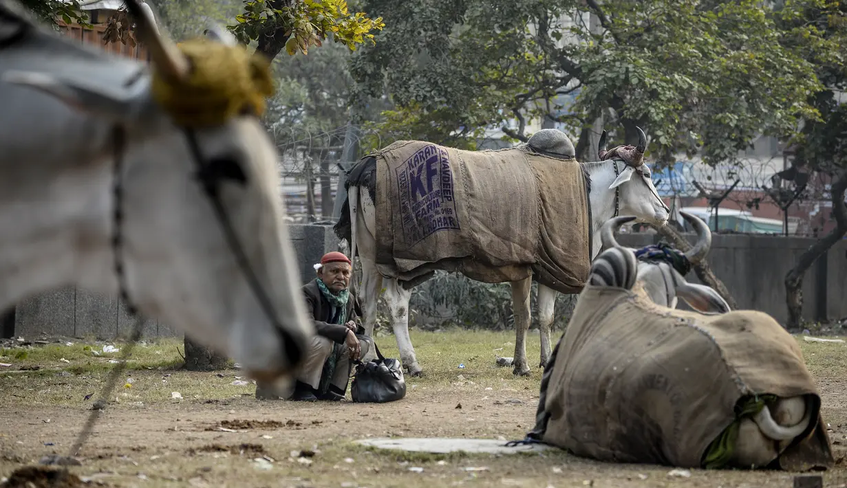 FOTO: Cuaca Dingin, Sapi di India Diberi Selimut - Foto Liputan6.com
