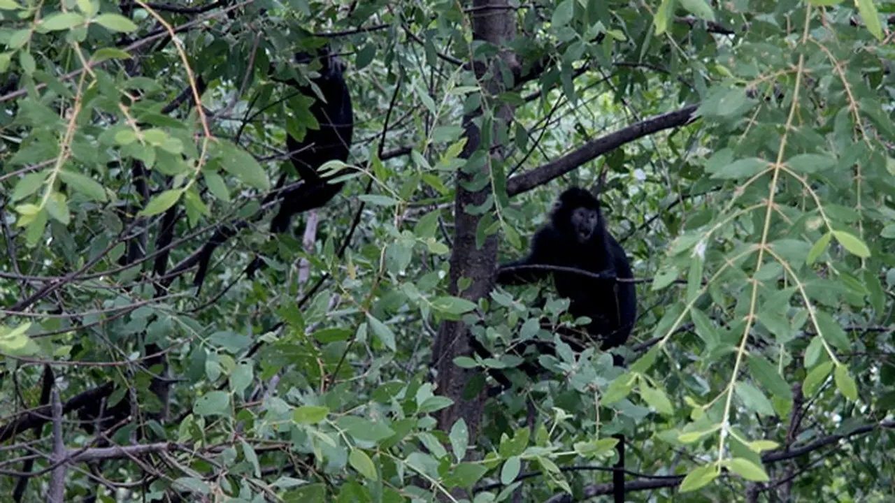 Penampakan Lutung Merah Langka di Sungai Kalimantan - Regional Liputan6.com
