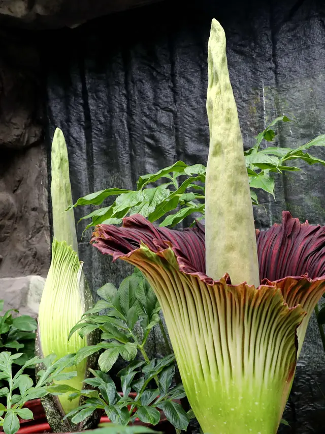 Bersiap, Bunga Bangkai Indonesia Bakal Mekar di Kebun Ohio AS - Global ...