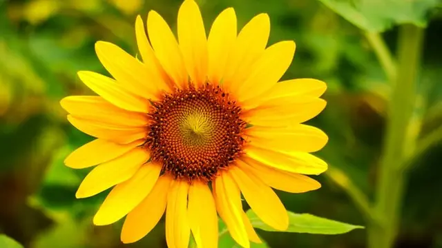 5 Mitos Bunga Matahari, Simbol Kesetiaan dan Keberuntungan - Ragam Bola.com