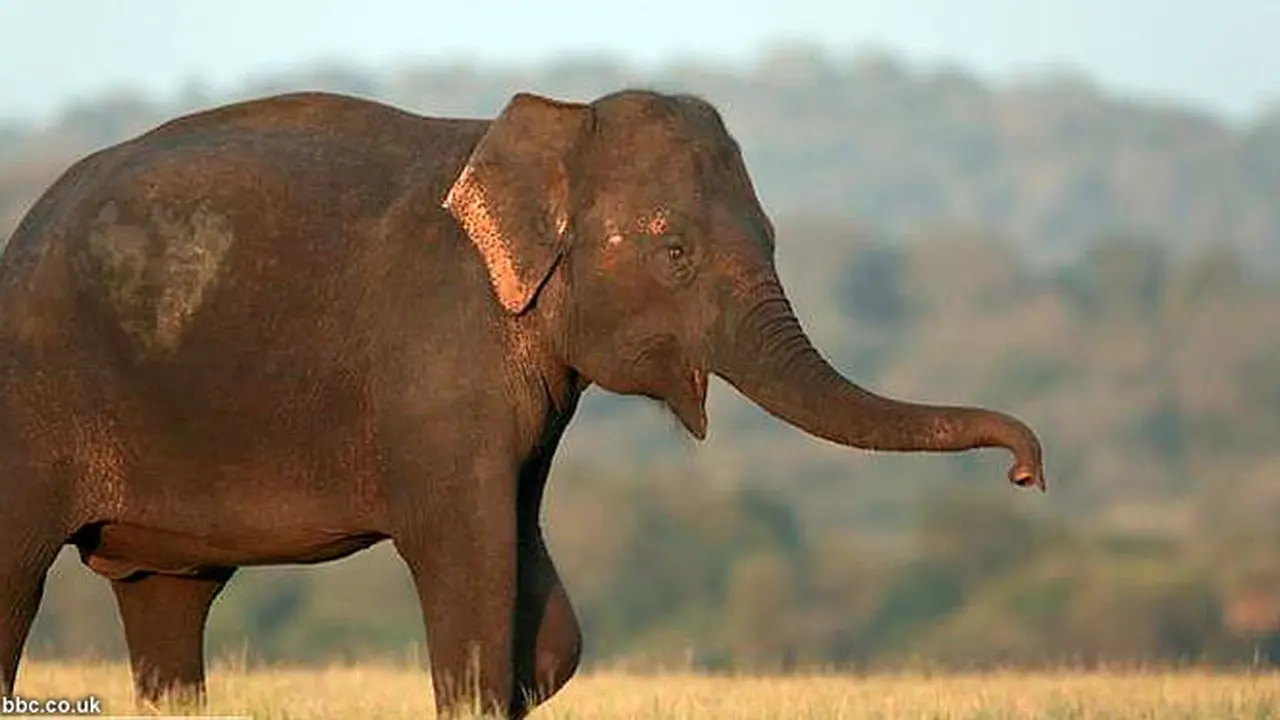 Nekat Pria Tato Kelaminnya Seperti Belalai Gajah Health Liputan6 Com