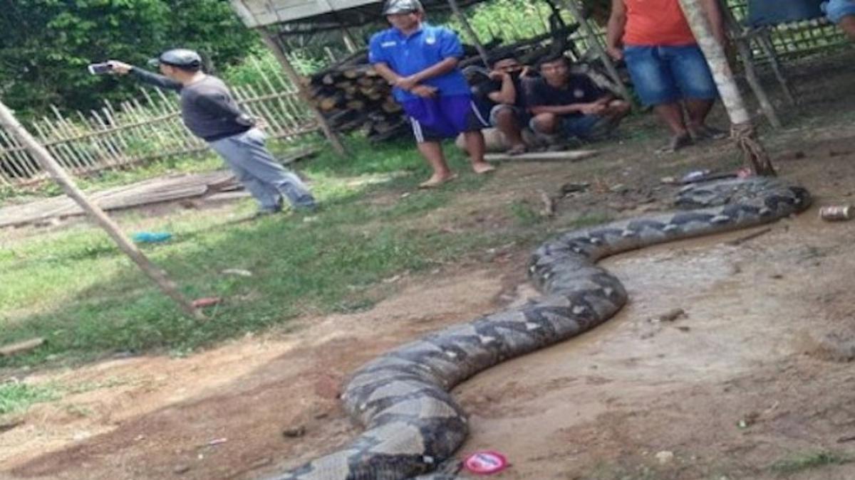 Ular Piton Raksasa Yang Mengejutkan Di Pagi Hari Regional