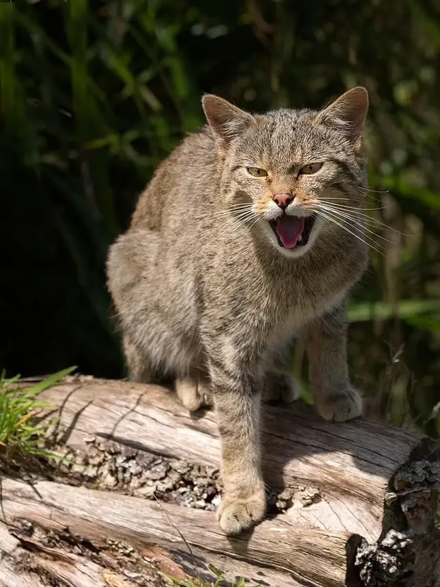 7 Potret Kucing Menggemaskan Ini Ternyata Penakluk Hewan Ternak, Punya ...