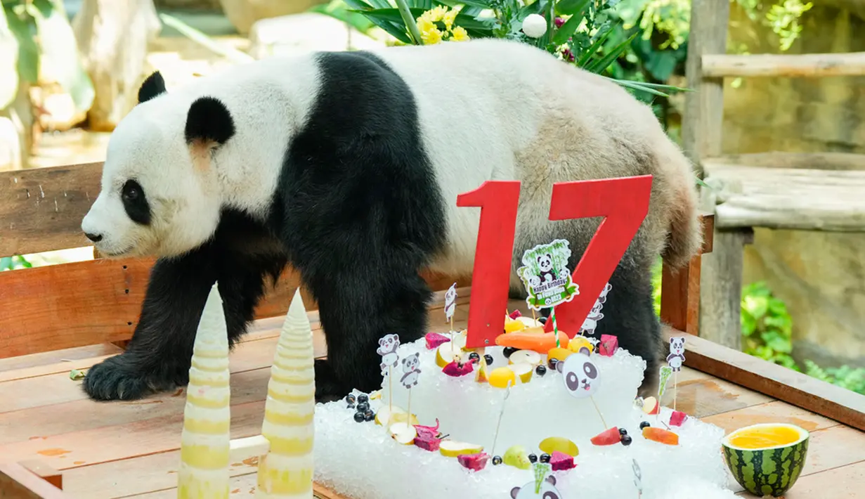 Panda Raksasa Xing Xing dan Liang Liang Rayakan HUT ke-17 di Kebun ...