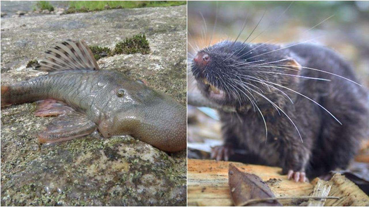 27 Spesies Baru Ditemukan di Hutan Hujan Peru, Ada Ikan Kepala Gumpal ...