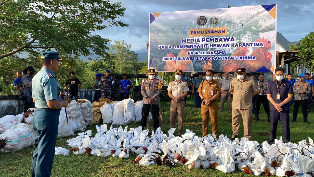 Badan Karantina Sulut Musnahkan Ratusan Ekor Ayam dari Filipina Tanpa ...