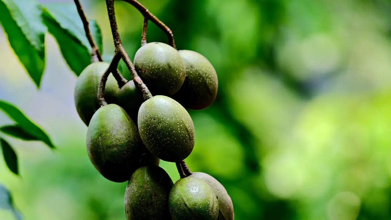 12 Manfaat Kedondong untuk Kesehatan Tubuh, Lengkap Cara Mengolahnya ...