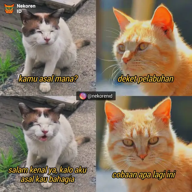 7 Meme Kucing Saat PDKT Ini Kocak Bikin Ngakak - Hot Liputan6.com