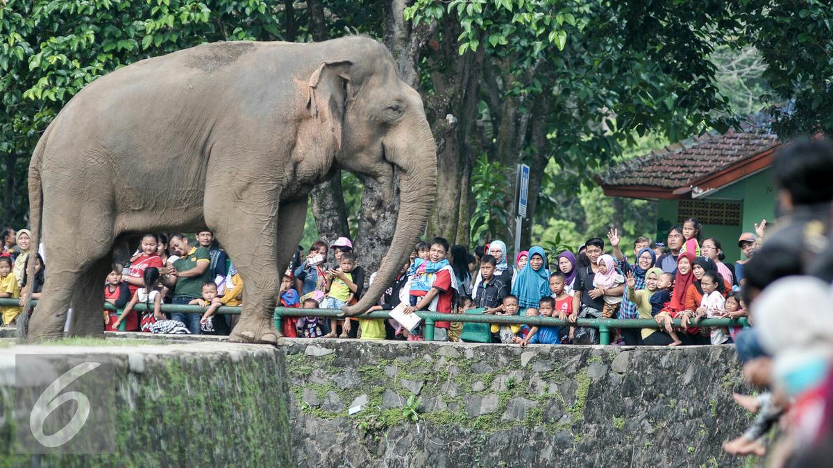Pengunjung Ragunan Kembali Membeludak - Foto Liputan6.com