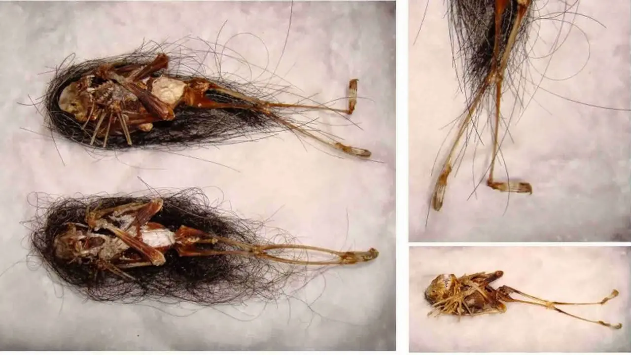 Asal-Usul Jenglot, Benda Mistis Sering Dipercaya Menyimpan Kekuatan ...