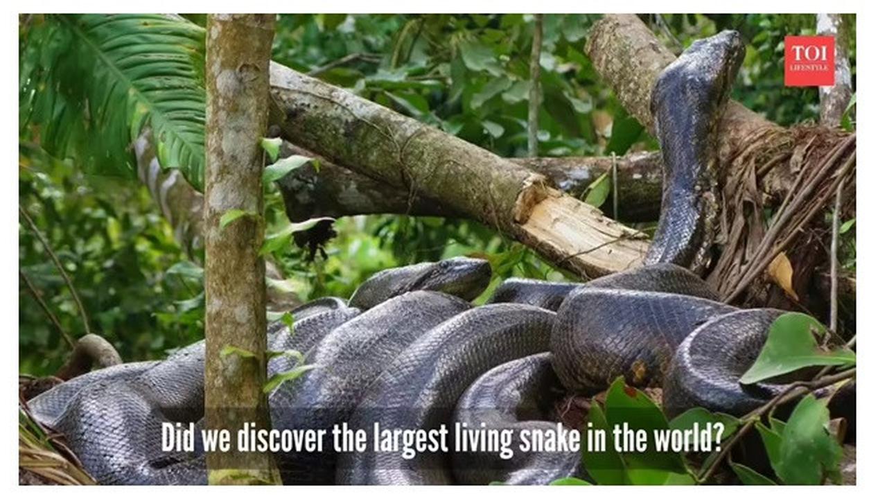 Ular Anaconda Raksasa 6,3 Meter Terekam saat Syuting Film, Temuan ...