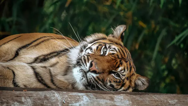 Harimau Sumatra, sang Raja Hutan yang Kini di Ambang Punah