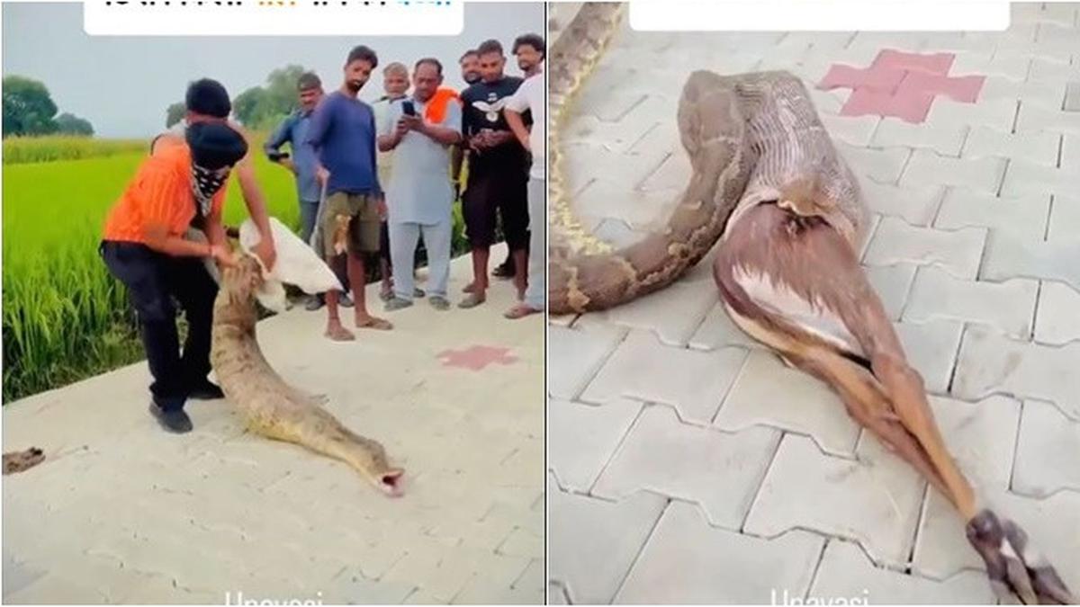 Warga Paksa Ular Piton Keluarkan Anak Sapi yang Sudah Dimakan, Netizen Kesal - Hot Liputan6.com