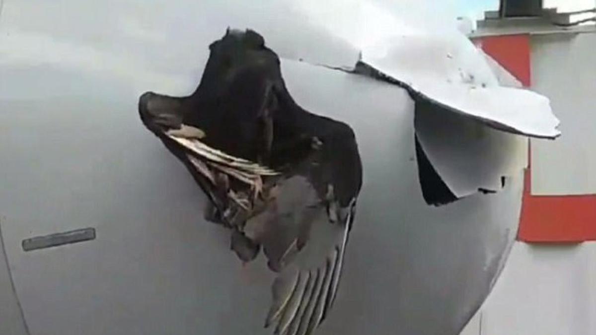 Burung 'Raksasa' Tabrak Moncong Pesawat Saat Terbang - Global Liputan6.com