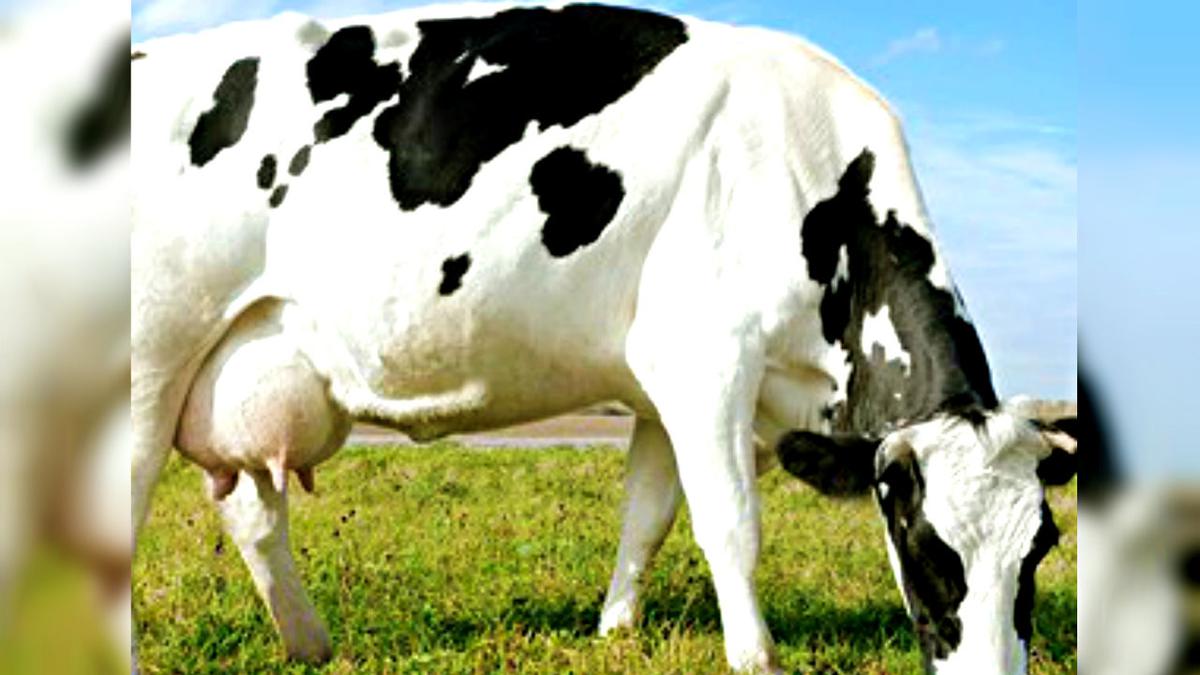 Efek Kentut Sapi Lebih Ganas Dibandingkan Karbon Dioksida - Health ...