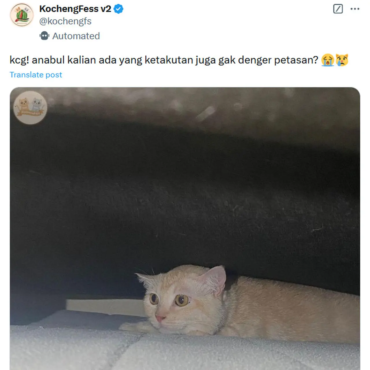 6 Potret Kucing Sembunyi Takut Dengar Kembang Api Ini Bikin Kasihan ...