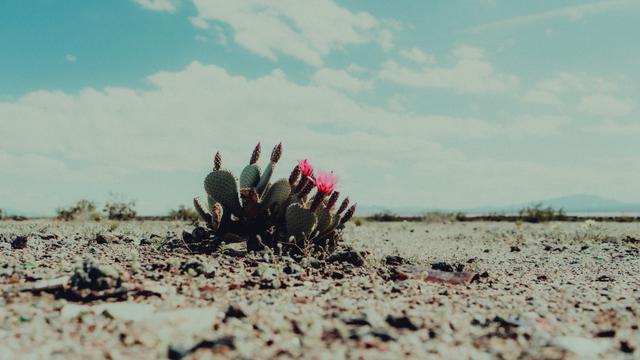 Pengertian Adaptasi, Tujuan, Jenis-Jenis, dan Contohnya yang Perlu ...