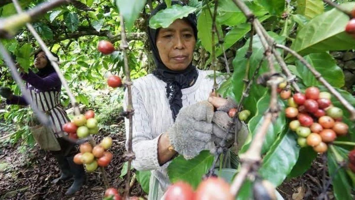 Bupati Ipuk Bagikan 4 Ribu Bibit Kopi untuk Melestarikan Perkebunan ...