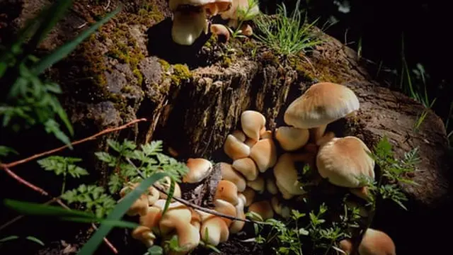 Mengenal Ciri Umum Protista Mirip Jamur dan Peranannya bagi Kehidupan ...