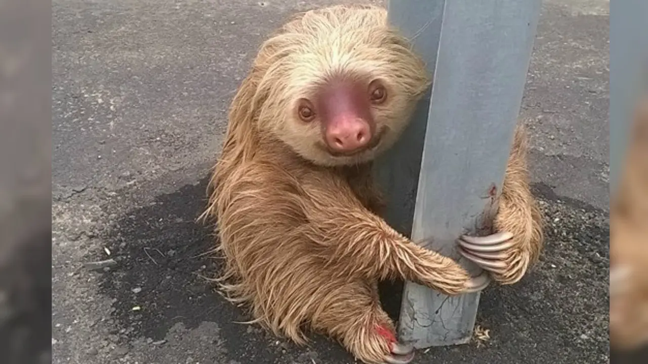 Mandiri dan Anti Keramaian, Inilah 10 Hewan Penyendiri di Alam Liar ...