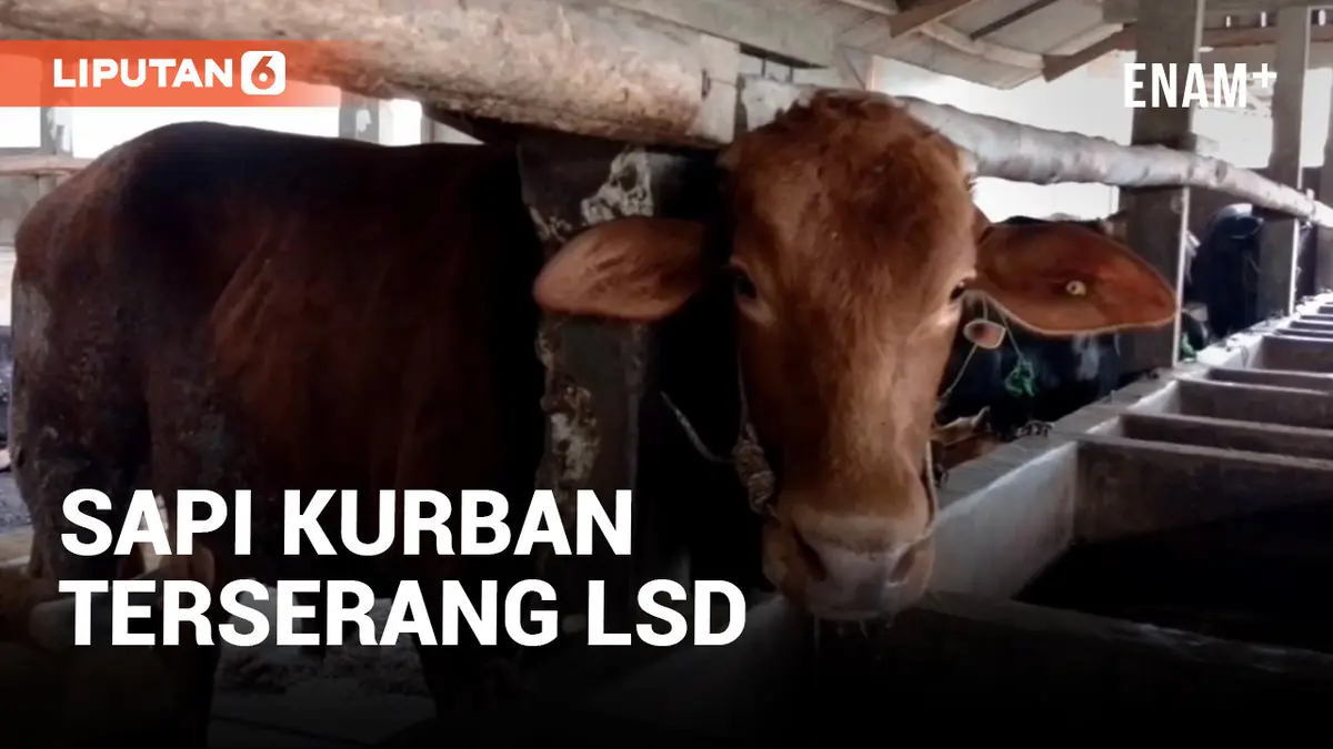 Berita LSD Pada Sapi Hari Ini - Kabar Terbaru Terkini | Liputan6.com