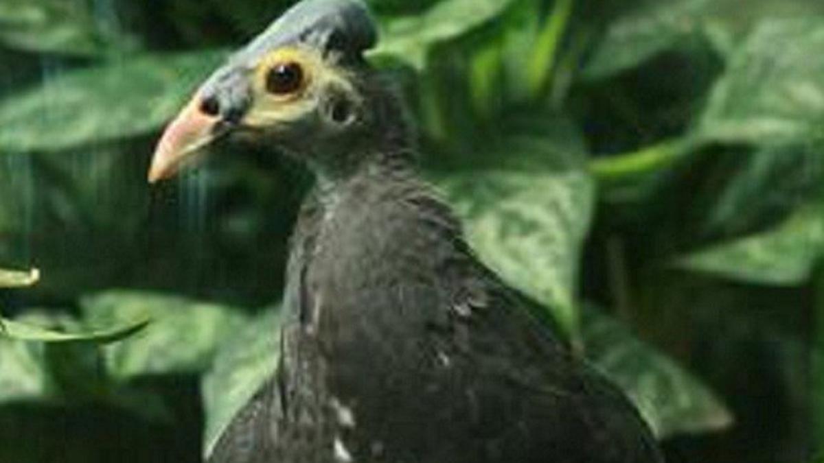 Wisman Makin Rajin Kunjungi Lore Lindu demi Maleo - Regional Liputan6.com