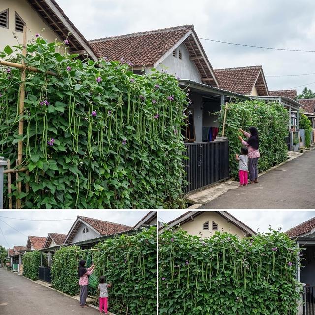 14 Tanaman Sayur Merambat yang Bisa Ditanam di Pagar, Mudah Dirawat dan ...