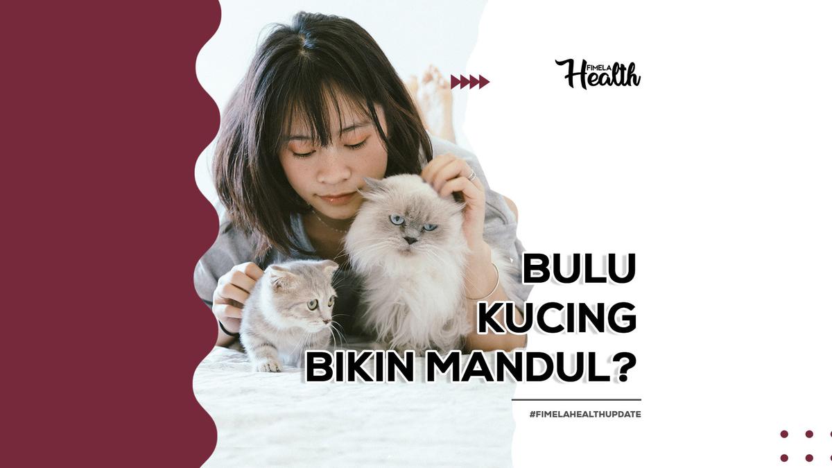 Katanya Bulu Kucing Bikin Mandul, Cek Faktanya Yuk | Fimela Food Update ...