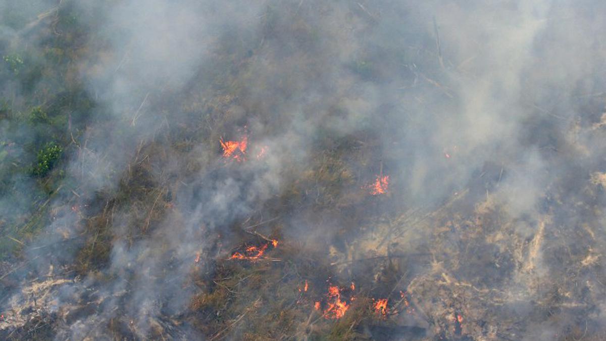 Sisa Kebakaran Hutan di Riau Kembali Membara - News Liputan6.com