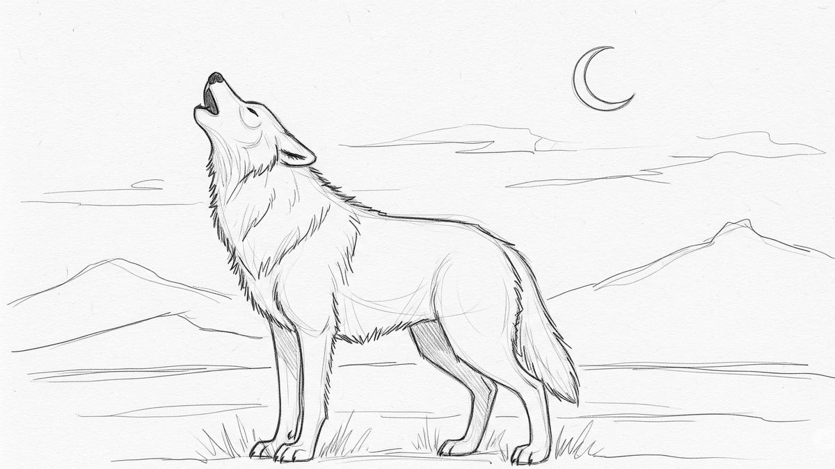 wolves drawings